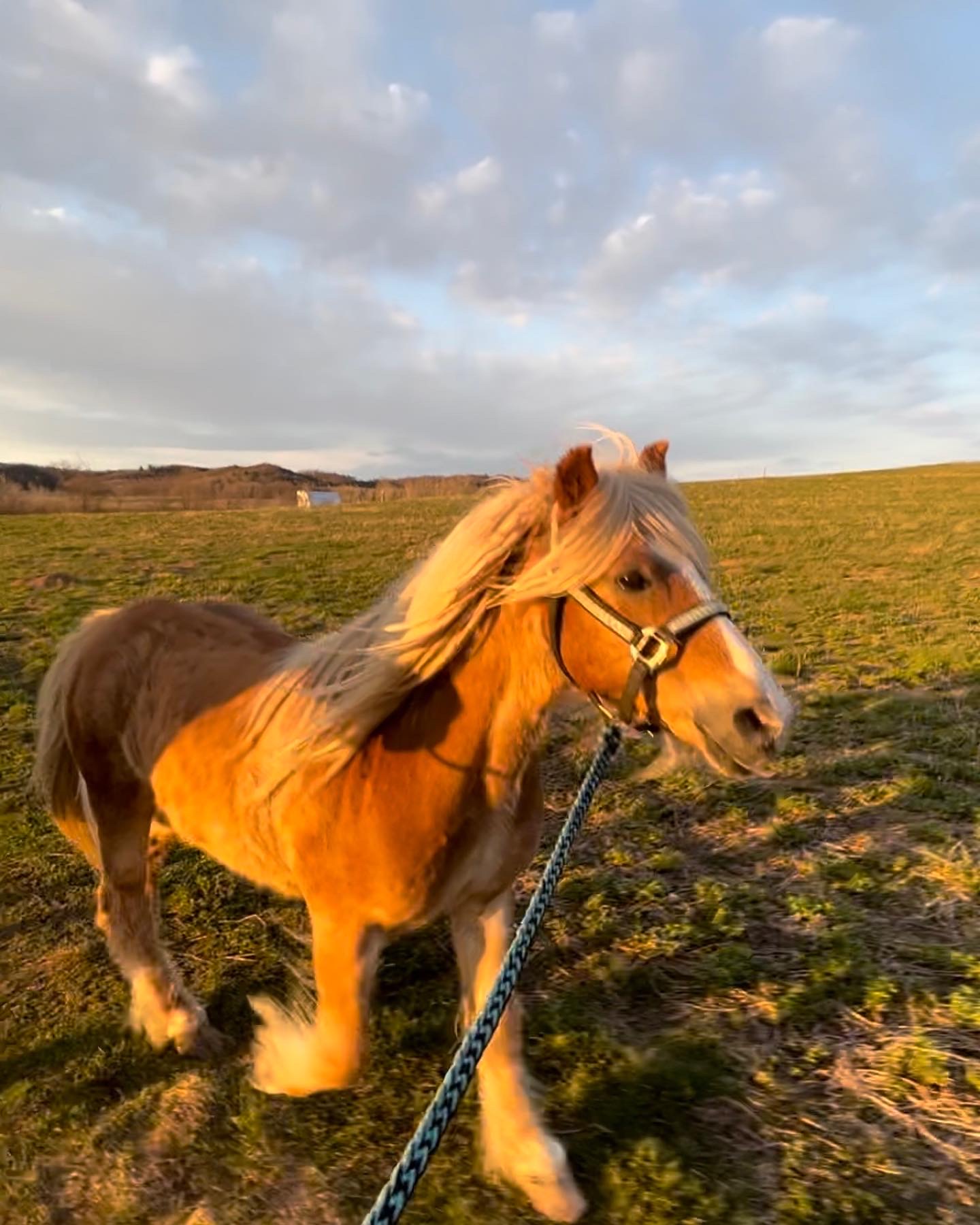 Meet the Herd – Scenic Hills Youth Ranch